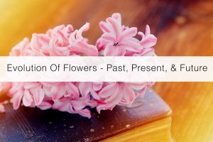 Evolution Of Flowers - Past, Present, & Future - Floranext - Florist ...