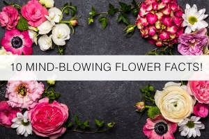 10 Mind-Blowing Flower Facts! | Florist Blog by Floranext