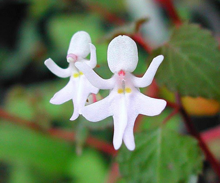 Top 10 Of The World's Weirdest Flowers - Floranext - Florist Websites ...