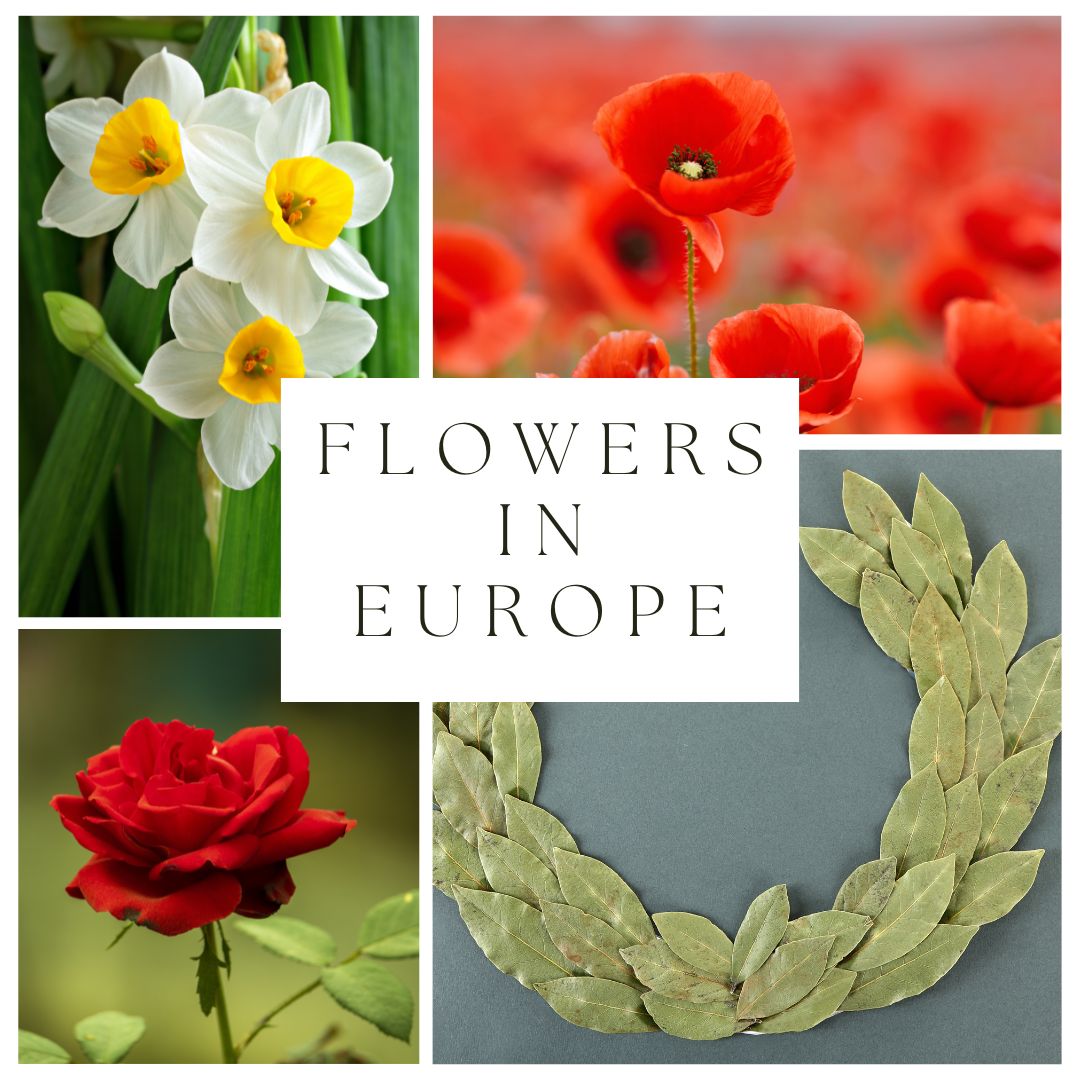 The Role of Flowers in Different Cultures - Floranext - Florist ...