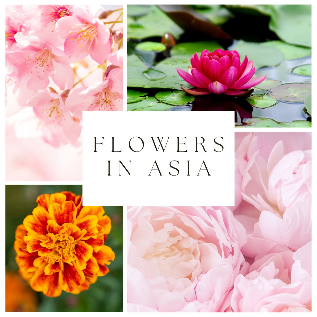 The Role of Flowers in Different Cultures - Floranext - Florist ...